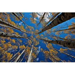 papermoon Fototapete "Photo-Art VERDON, ASPEN'S FALL", B/L: 3,5m x 2,6m, Bahnen: 7 Stk., bunt, Schlafzimmer, Tapeten