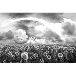 papermoon Fototapete "Sonnenblumenfeld Schwarz & Wei&szlig;", B/L: 4m x 2,6m, Bahnen: 8 Stk., schwarz, Schlafzimmer, Tapeten