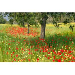 papermoon Fototapete "Blumenwiese", B/L: 5m x 2,8m, Bahnen: 10 Stk., bunt, Schlafzimmer, Tapeten