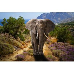 papermoon Fototapete "ELEFANT-NATUR AFRIKA SAFARI TIERE ELEFANTEN LANDSCHAFT", B/L: 2,5m x 1,86m, Bahnen: 5 Stk., bunt, Schlafzimmer, Tapeten