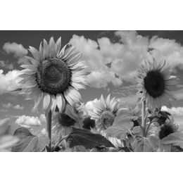 papermoon Fototapete "Sonnenblume Schwarz & Wei&szlig;", B/L: 3m x 2,23m, Bahnen: 6 Stk., schwarz, Schlafzimmer, Tapeten