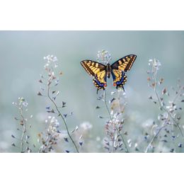 papermoon Fototapete "Photo-Art PETAR SABOL, SWALLOWTAIL BEAUTY", B/L: 5m x 2,8m, Bahnen: 10 Stk., bunt, Schlafzimmer, Tapeten