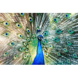 papermoon Fototapete "Pfau", B/L: 2,5m x 1,86m, Bahnen: 5 Stk., bunt, Schlafzimmer, Tapeten