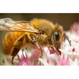 papermoon Fototapete "HONIGBIENE-BIENE MAKRO BL&Uuml;TENSTAUB BLUME INSEKTE NATUR", B/L: 5m x 2,8m, Bahnen: 10 Stk., bunt, Schlafzimmer, Tapeten