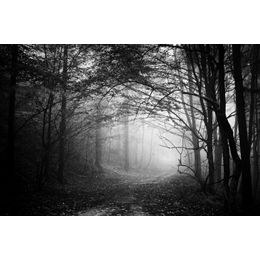 papermoon Fototapete "Waldweg Schwarz & Wei&szlig;", B/L: 4m x 2,6m, Bahnen: 8 Stk., schwarz, Schlafzimmer, Tapeten