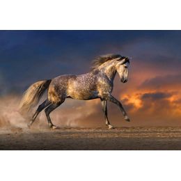 papermoon Fototapete "Pferd", B/L: 4m x 2,6m, Bahnen: 8 Stk., bunt, Schlafzimmer, Tapeten