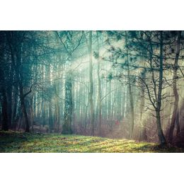 papermoon Fototapete "Wald", B/L: 5m x 2,8m, Bahnen: 10 Stk., bunt, Schlafzimmer, Tapeten