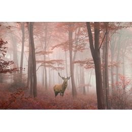 papermoon Fototapete "Hirsch in Wald", B/L: 5m x 2,8m, Bahnen: 10 Stk., bunt, Schlafzimmer, Tapeten