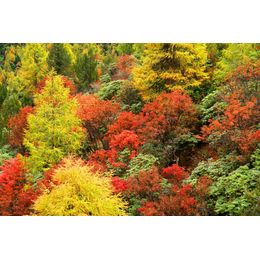 papermoon Fototapete "Herbst Wald", B/L: 2,5m x 1,86m, Bahnen: 5 Stk., bunt, Schlafzimmer, Tapeten