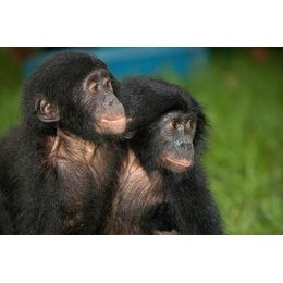papermoon Fototapete "Baby Bonobos", B/L: 3,5m x 2,6m, Bahnen: 7 Stk., bunt, Schlafzimmer, Tapeten