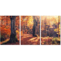 queence Acrylglasbild &raquo;Herbstwald 3-teilig&laquo; Baum Baumbilder B&auml;ume Sonnenaufgang & -untergang Spa Spa Bilder Wald Waldbilder 1 Stk. tlg. Fine Art-Print
