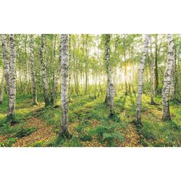 Komar Vliestapete &raquo;Digitaldruck Vlies - Birch Trees - Gr&ouml;&szlig;e 400 x 250 cm&laquo; bedruckt glatt Wohnzimmer, Schlafzimmer gr&uuml;n Vlies