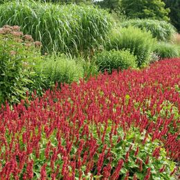 Kerzen-Kn&ouml;terich 'J. S. Caliente' Lieferform: Im 0,5 Liter Topf