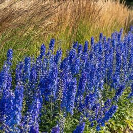 Hoher Rittersporn 'Delphi's Holland Glorie' Lieferform: Im 9 cm Topf