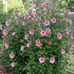 Hibiscus 'Red Pillar Rose of Sharon' Lieferform: Im 5 Liter Topf