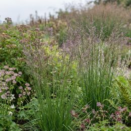 Kleines Pfeifengras 'Moorflamme' Lieferform: Im 9 cm Topf