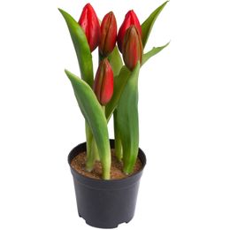 Kunstblume my home, B:12cm H:23cm T:12cm &Oslash;:12cm, rot, Kunststoff, Kunstpflanzen, "Tulpenpflanze mit 5 Knospen"
