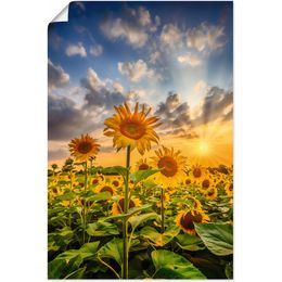 Artland "Sonnenblumen im Sonnenuntergang" Blumenbilder 1 Stk. tlg. als Leinwandbild, Poster in verschied. Gr&ouml;&szlig;en