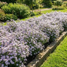 Myrten-Aster 'Pink Cloud' Lieferform: Im 9 cm Topf
