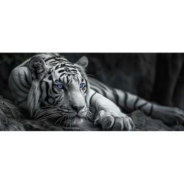 Leinwandbild Raubkatzen Tiere Tiger Wildtiere 1 Stk. tlg. schwarz Canvas, MDF