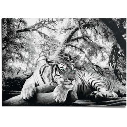 Poster Reinders, B:140cm H:100cm T:0,1cm, schwarz, Papier, K&uuml;che, Bilder, "Tiger"