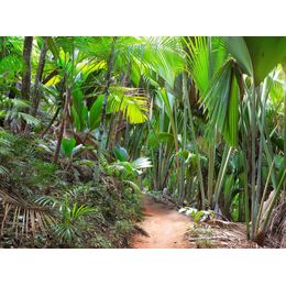 papermoon Fototapete "TROPISCHER WALD-BAUM DSCHUNGEL SONNE WEG PALMEN BACH", B/L: 3mm x 2,23mm, Bahnen: 6 Stk. St., bunt, Schlafzimmer, Tapeten