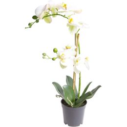Kunstorchidee BOTANIC-HAUS, B:30cm H:50cm T:30cm &Oslash;:30cm, beige, Kunststoff, Kunstpflanzen, "Orchidee Bora"