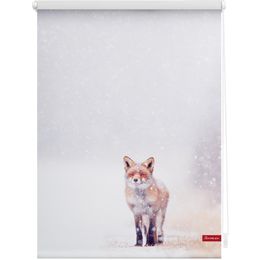 Seitenzugrollo LICHTBLICK ORIGINAL "Rollo Klemmfix, ohne Bohren, Verdunkelung, Fuchs im Schnee - Wei&szlig; Rot", rot (wei&szlig;, rot, wei&szlig;), B:90cm H:150cm, Polyester, Rollos, Seitenzugrollo