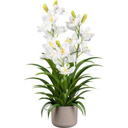 Creativ green Kunstorchidee &raquo;Orchidee Cymbidie&laquo; mit traumhaft sch&ouml;nen Bl&uuml;ten wei&szlig;