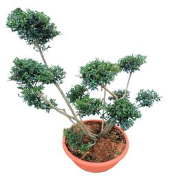 Stechpalme 'Glorie Gem' Bonsai 60 cm, 40 cm Topf