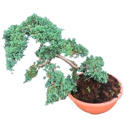 Wacholder 'Nana' Bonsai 60 cm, 33cm cm Schale