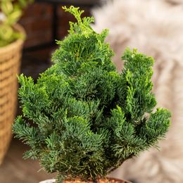 Muschelzypresse 'Nana Gracilis', C5 STA 40 cm Liefergr&ouml;&szlig;e: 40 cm Stamm
