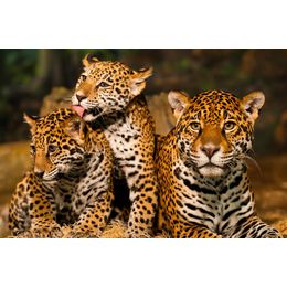 papermoon Fototapete "Leoparden Familie", B/L: 4,5m x 2,8m, Bahnen: 9 Stk., bunt, Schlafzimmer, Tapeten