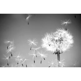 papermoon Fototapete "Pusteblume Schwarz & Wei&szlig;", B/L: 4m x 2,6m, Bahnen: 8 Stk., schwarz, Schlafzimmer, Tapeten
