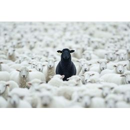 SONSTIGE Leinwandbild BLACK SHEEP