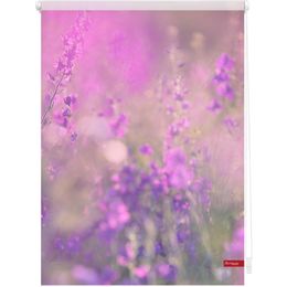 Seitenzugrollo LICHTBLICK ORIGINAL "Rollo Klemmfix, ohne Bohren, Verdunkelung, Blumenwiese", bunt (fuchsia, violett, wei&szlig;), B:150cm H:90cm, Polyester, Rollos, Seitenzugrollo