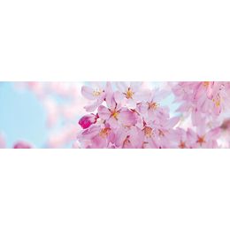 Fototapete papermoon "Cherry Blossom Panorama", bunt, B:3,5m L:1m, Vlies, Tapeten, Fototapete