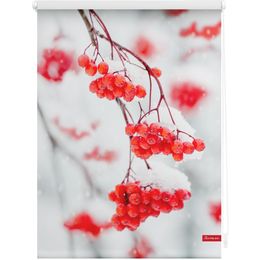 Seitenzugrollo LICHTBLICK ORIGINAL "Rollo Klemmfix, ohne Bohren, Verdunkelung, Vogelbeeren - Rot Wei&szlig;", rot (rot, wei&szlig;, wei&szlig;), B:150cm H:120cm, Polyester, Rollos, Seitenzugrollo