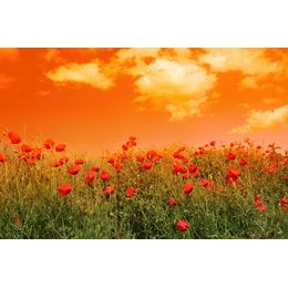 papermoon Fototapete "Blumenwiese", B/L: 4,5m x 2,8m, Bahnen: 9 Stk., bunt, Schlafzimmer, Tapeten