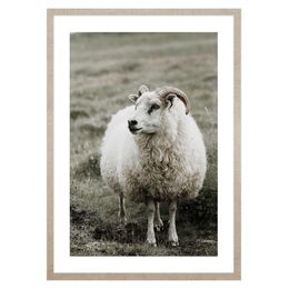 Ars Longa Gerahmter Kunstdruck "Ram In The Meadow" - (L)70 x (B)50 cm - 16% | Wanddekoration