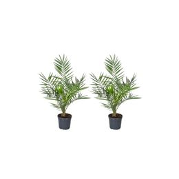 GARDENZO 2er-Set: Phoenix canariensis Gro&szlig; | Gr.: onesize