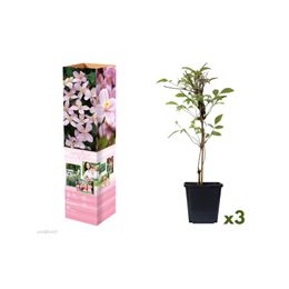GARDENZO 3er-Set: Pflanzen Clematis Montana Rubens in Pink | Gr.: onesize
