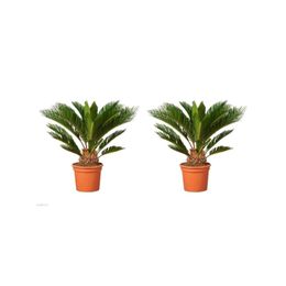 GARDENZO 2er-Set: Japanische Cycas-Palme | Gr.: onesize