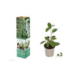 GARDENZO 3er-Set: Elaeagnus ebbingei | Gr.: onesize