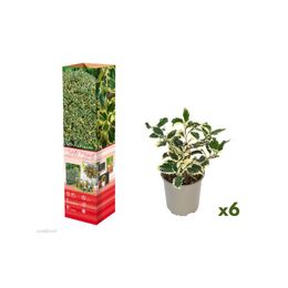 GARDENZO 6er-Set: Ilex aquifolium 'Argentea Marginata' | Gr.: onesize