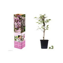 GARDENZO 3er-Set: Pflanzen Clematis montana Mayleen in Rosa | Gr.: onesize