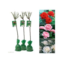 GARDENZO 3er-Set: XXL Gro&szlig;bl&uuml;tige Stielrosen in Wei&szlig;/ Rot/ Rosa | Gr.: onesize