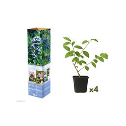 GARDENZO 4er-Set: Blaubeere in Blau | Gr.: onesize
