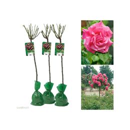GARDENZO 3er-Set: XXL Gro&szlig;bl&uuml;tige Stielrosen in Rosa | Gr.: onesize