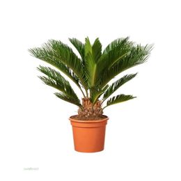 GARDENZO Japanische Cycas-Palme | Gr.: onesize